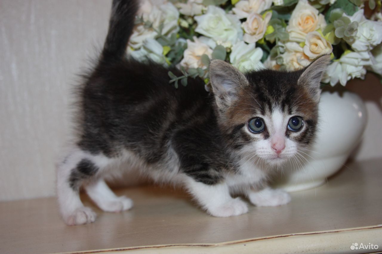 Котенок Лапусик 1мес