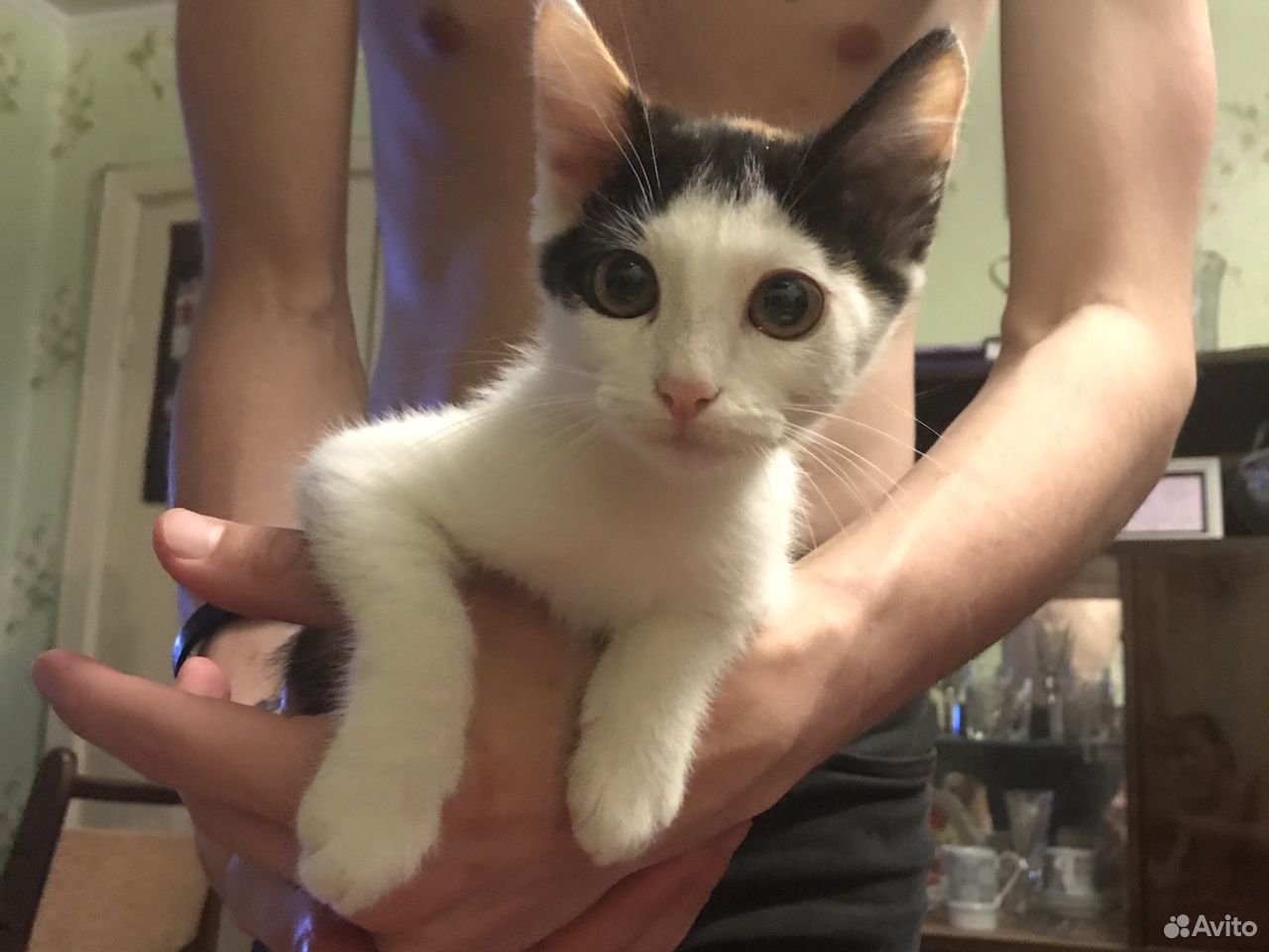 Кошечка