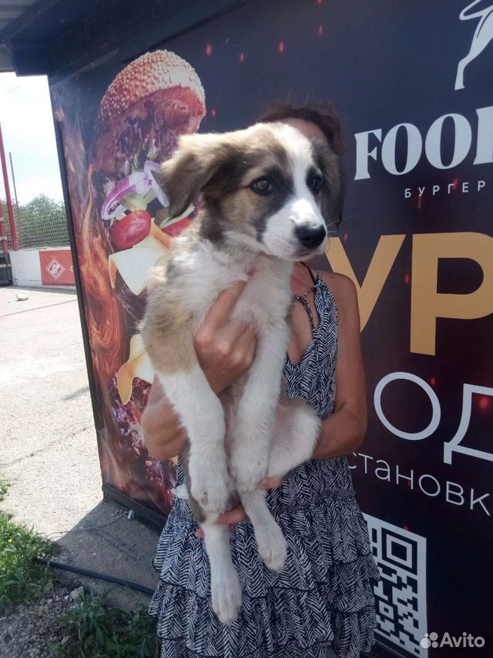 Щенуля в добрые руки