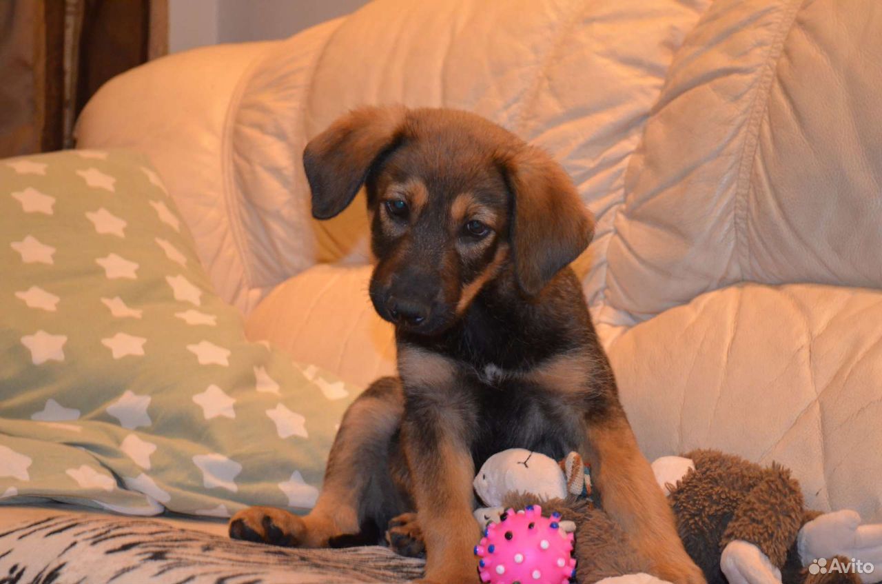 Долли в добрые руки