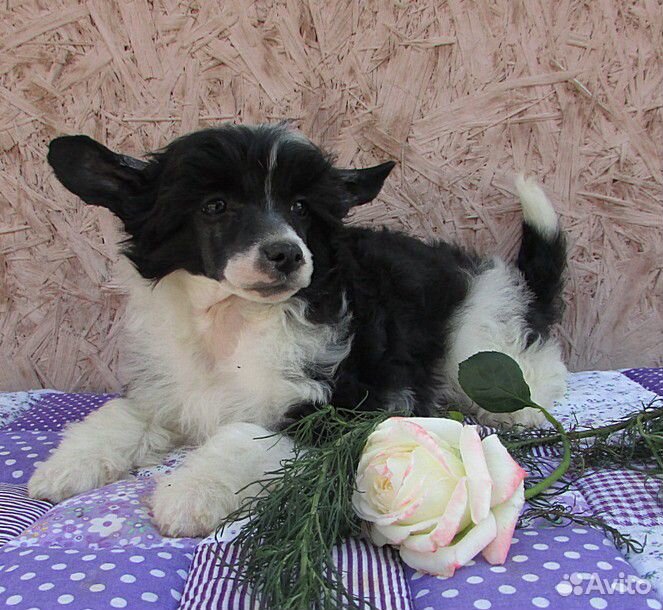 Нарядная пуховая малышка