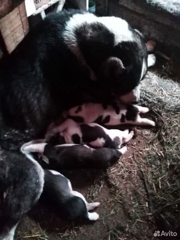 Среднеазиатская овчарка, (Алабай)