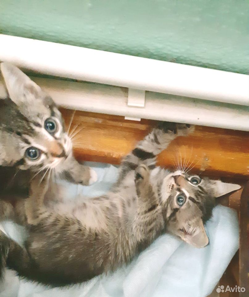 Пушистые котятки