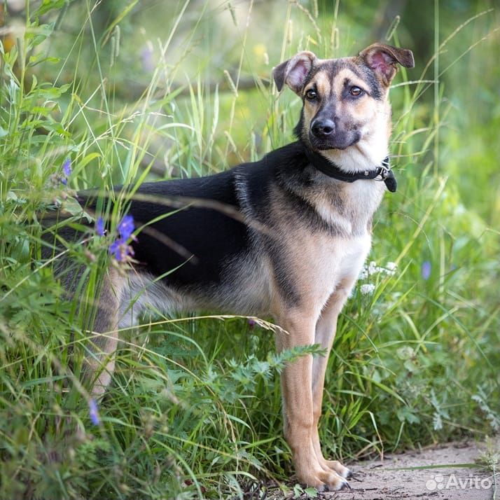 Щенок Боцман ищет доброго хозяина