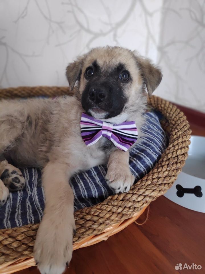 Двухмесячный щенок