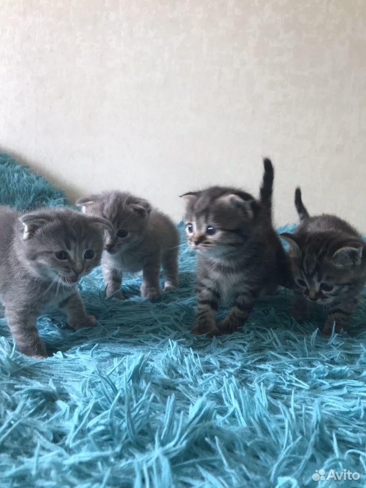 Маленькие ангелочки