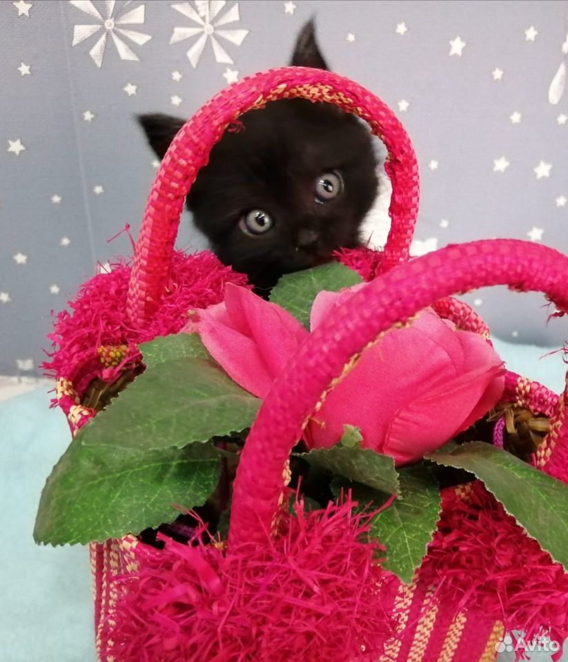 Котенок Хайленд Страйт метис