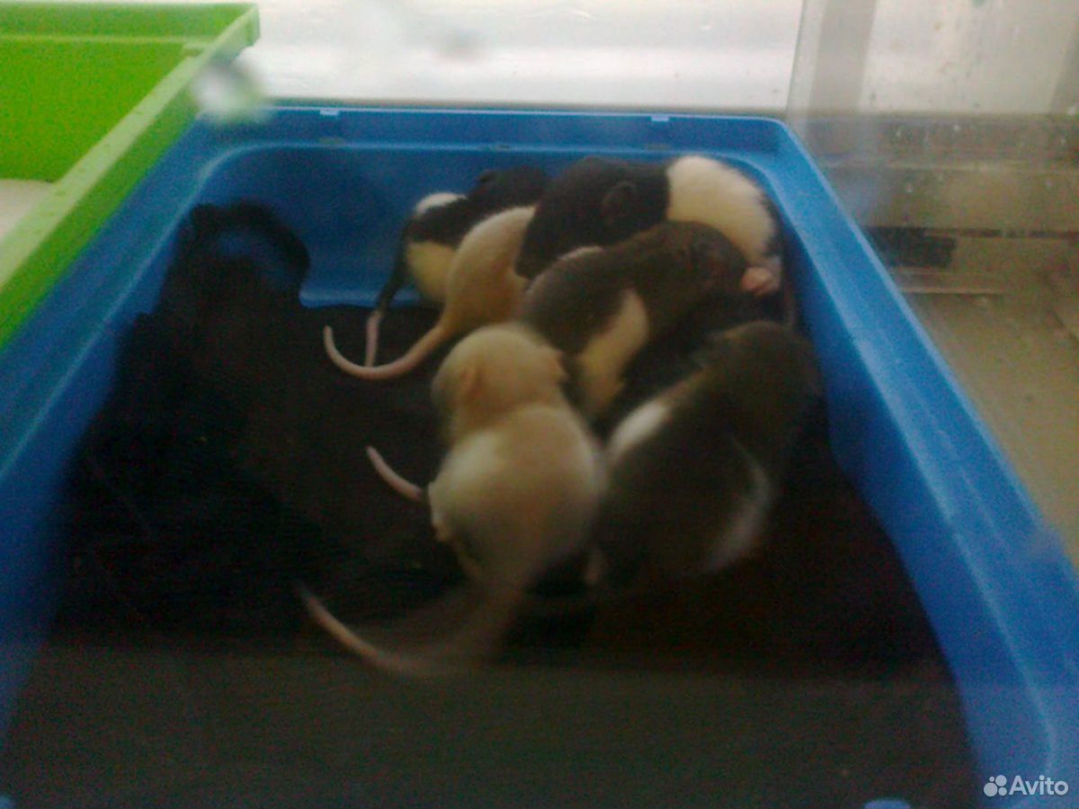 Маленькие крысята