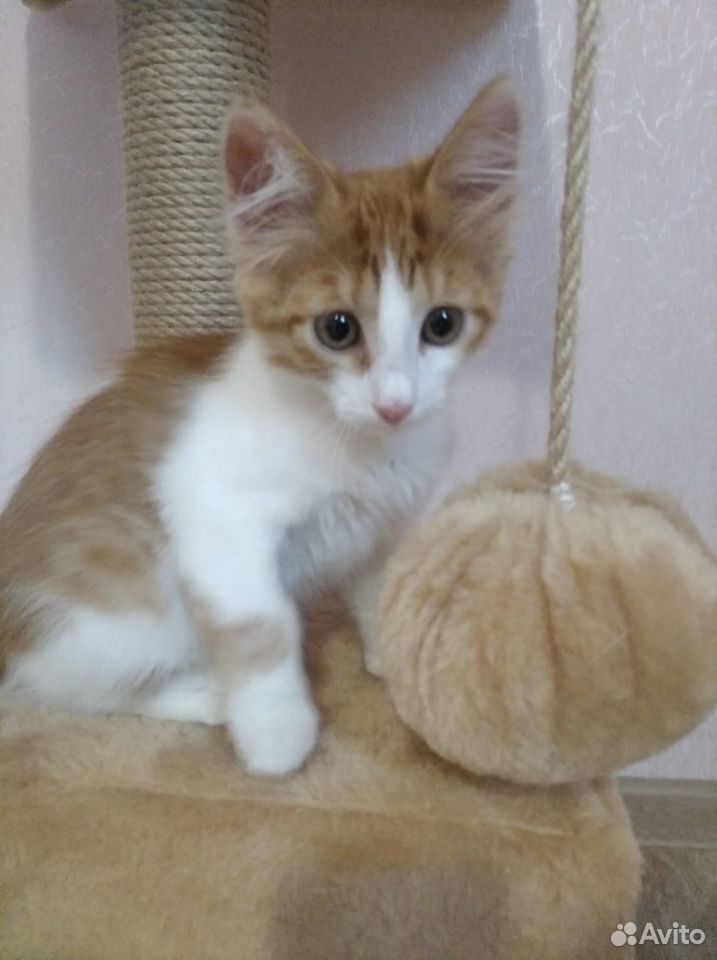 Кошечка в добрые руки