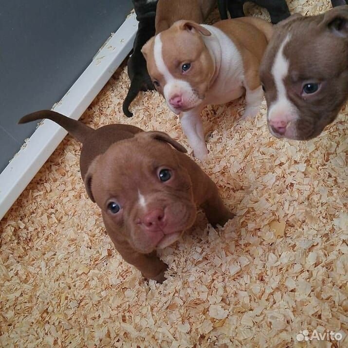 Чистокровные щенки питбуля