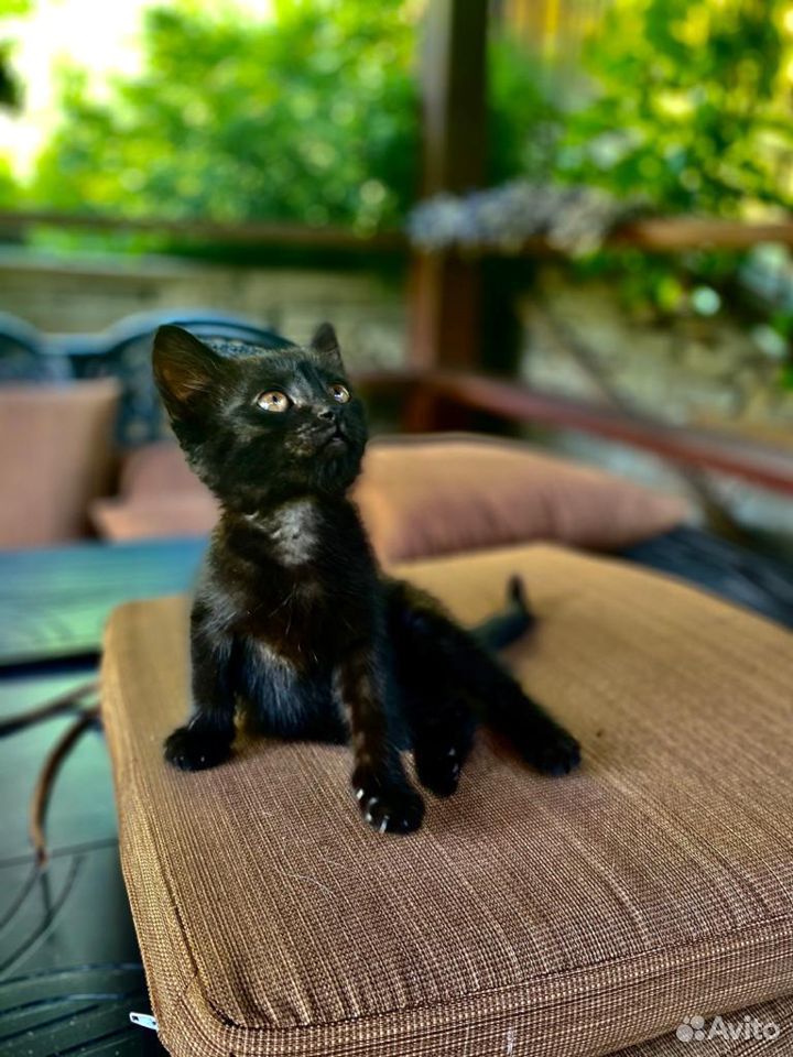 Котенок ищет дом