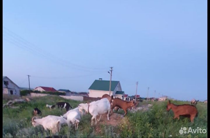 Дойные козы