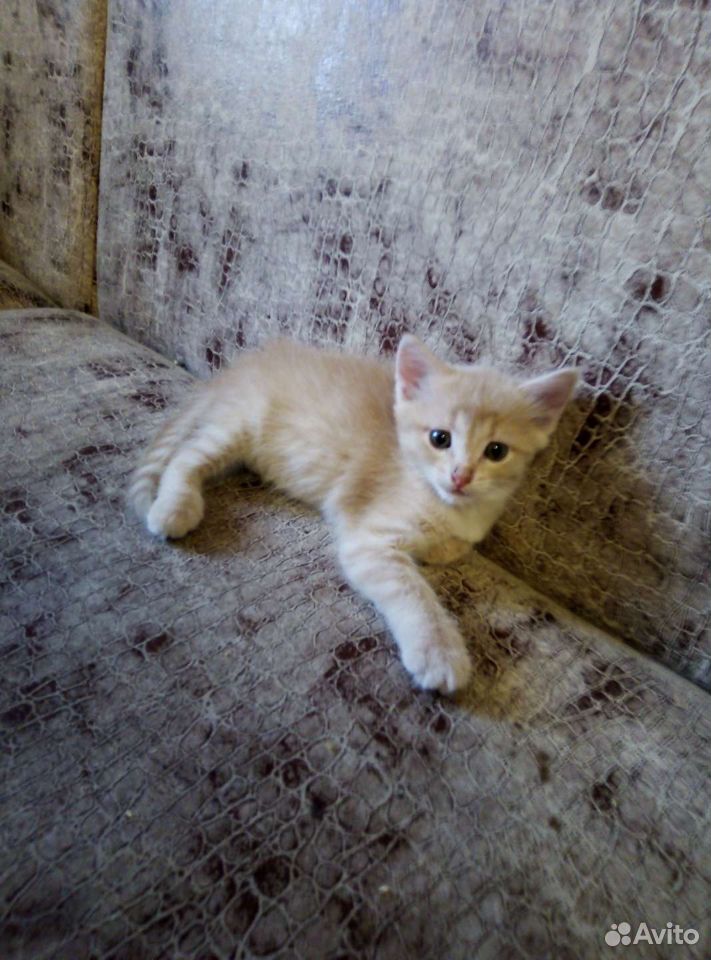 Полусибирские девочки