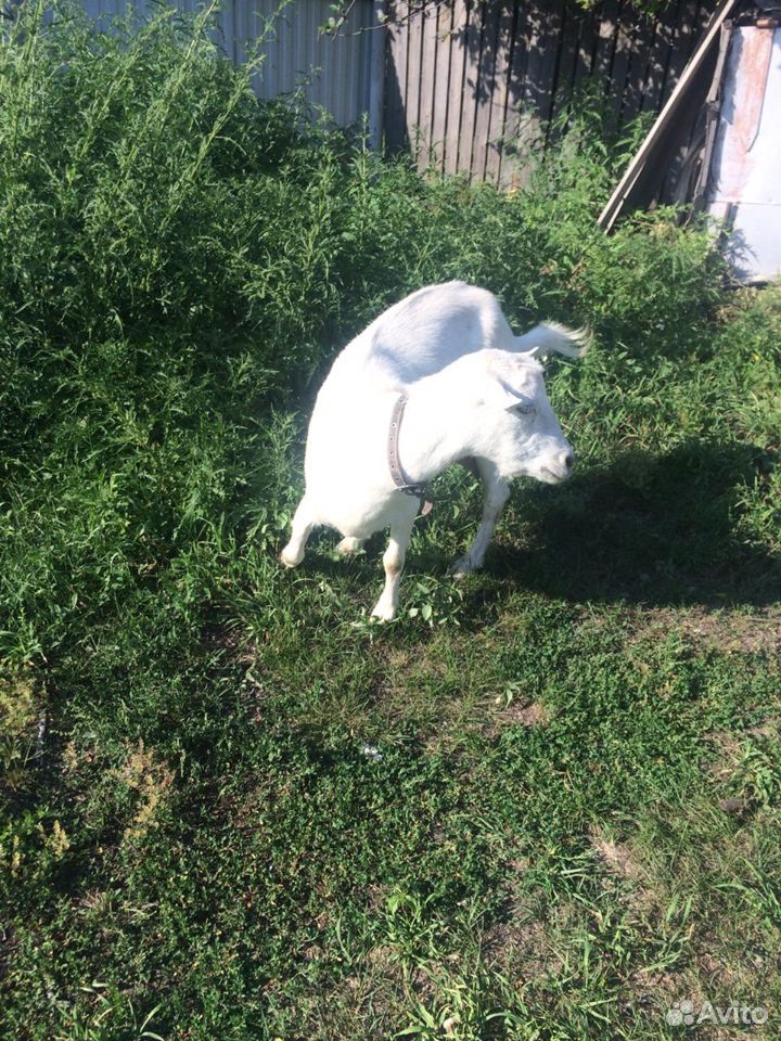 Дойная заанинская коза