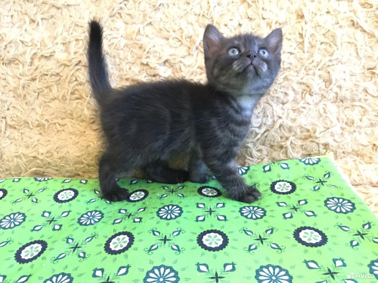 Котенок шотландской вислоухой