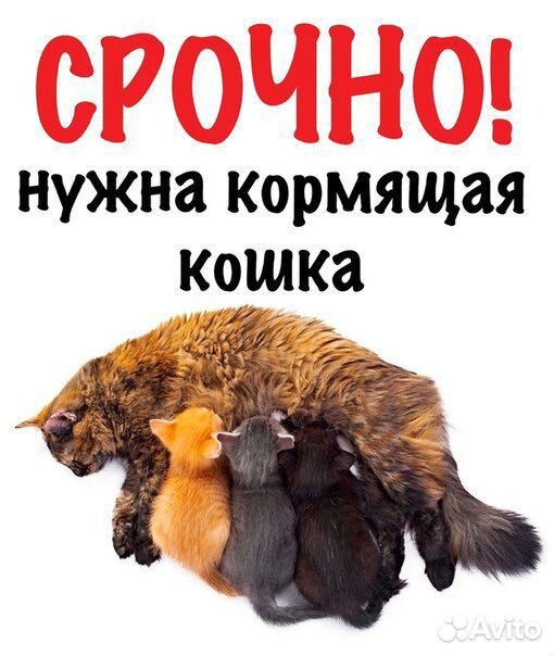 Нужна кормящая кошка