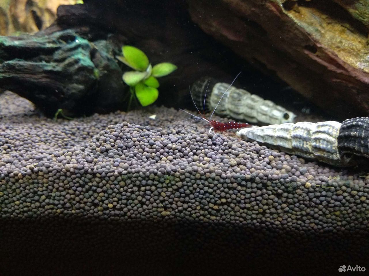 Сулавесская креветка кардинал (Caridina dennerli)