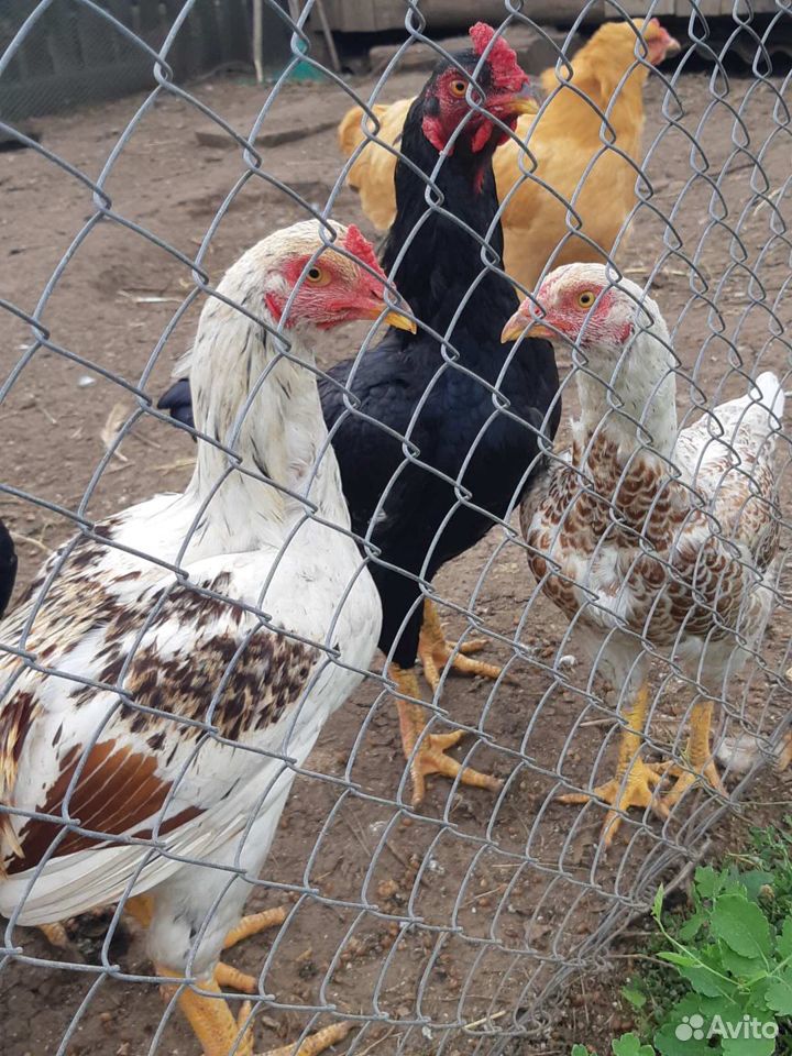 Петушки Корниши