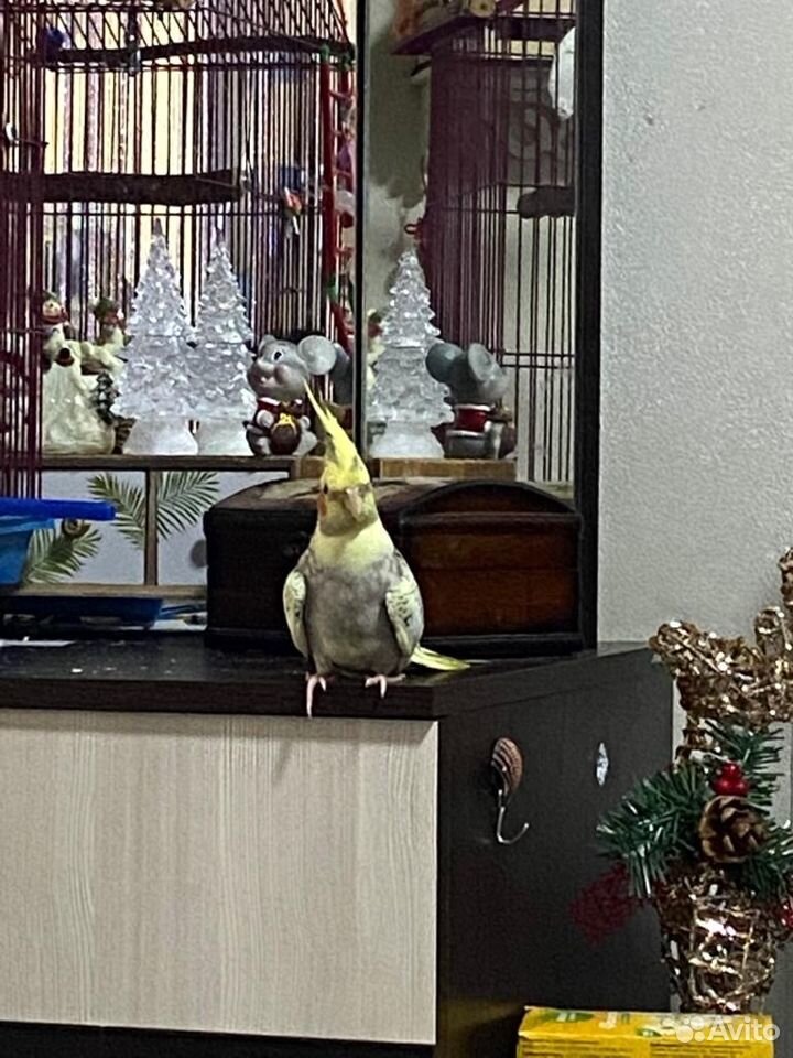 Продам кореллу