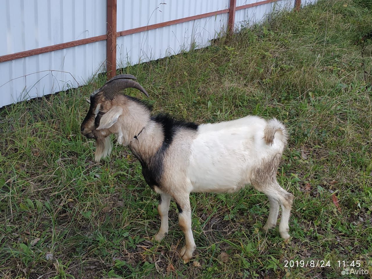 Козлики племенные