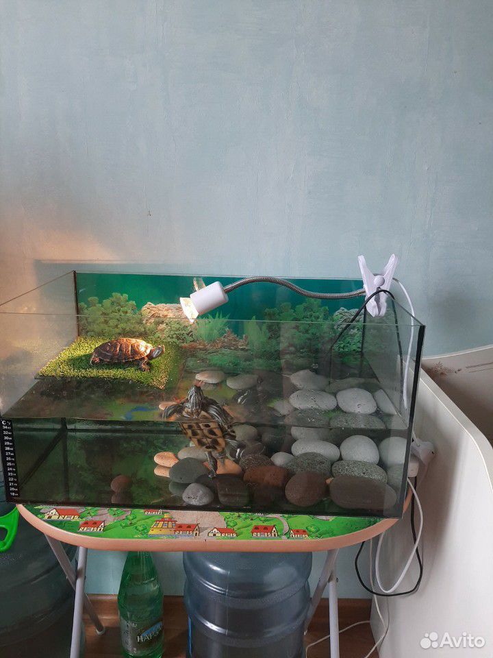 Продам двух черепашек с полным комплектом оборудов