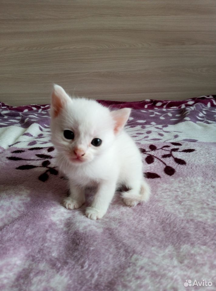 Котёнок мальчик в добрые руки