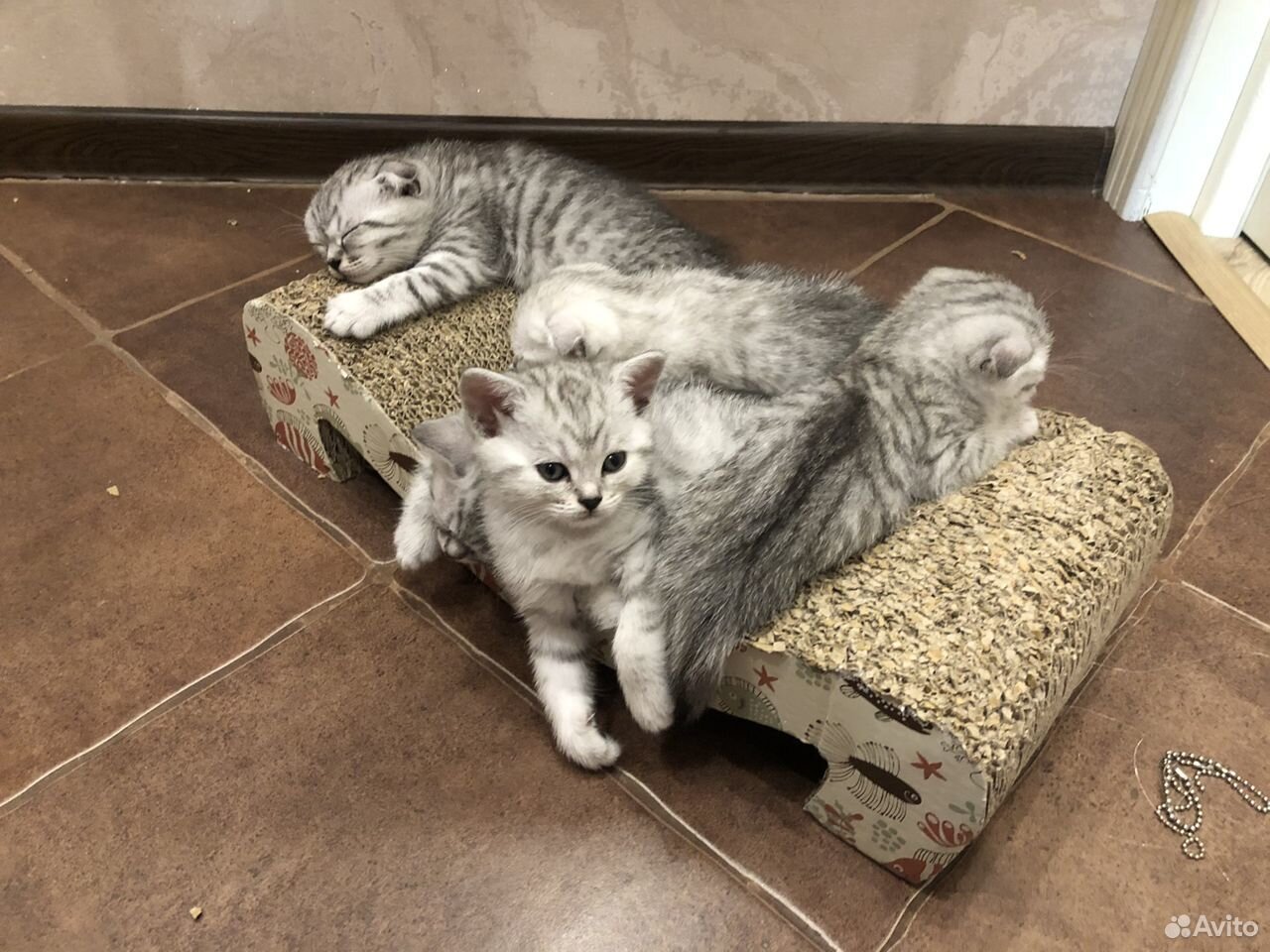 Кот Шотланский Scottish straight