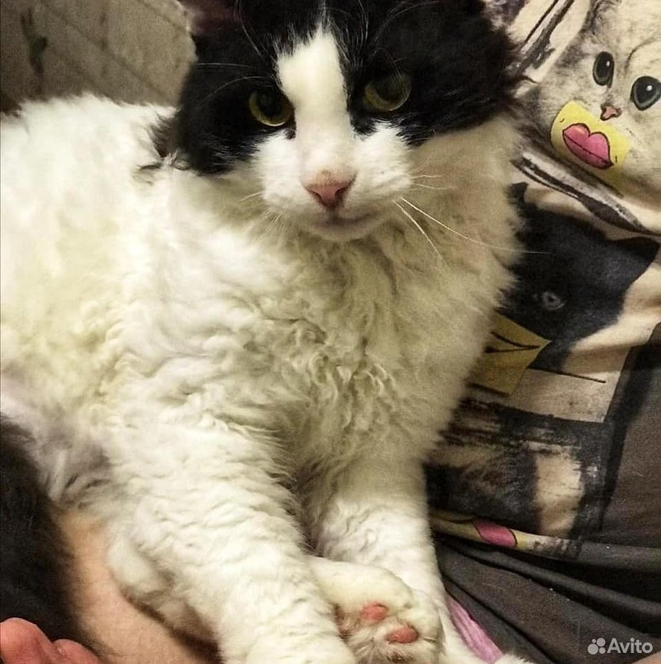 Ласковый кудрявый котик
