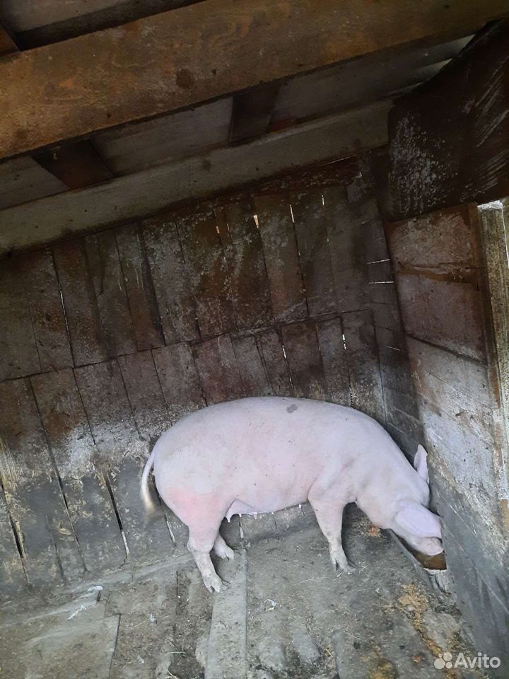 Хряк свиноматка