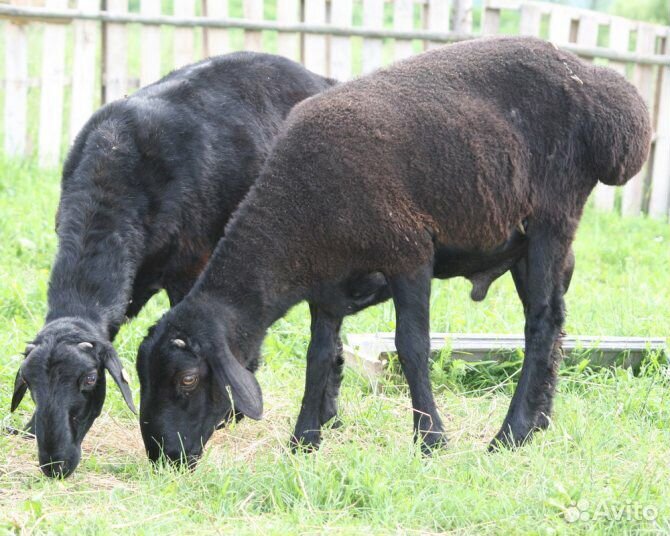 Бараны и овцы