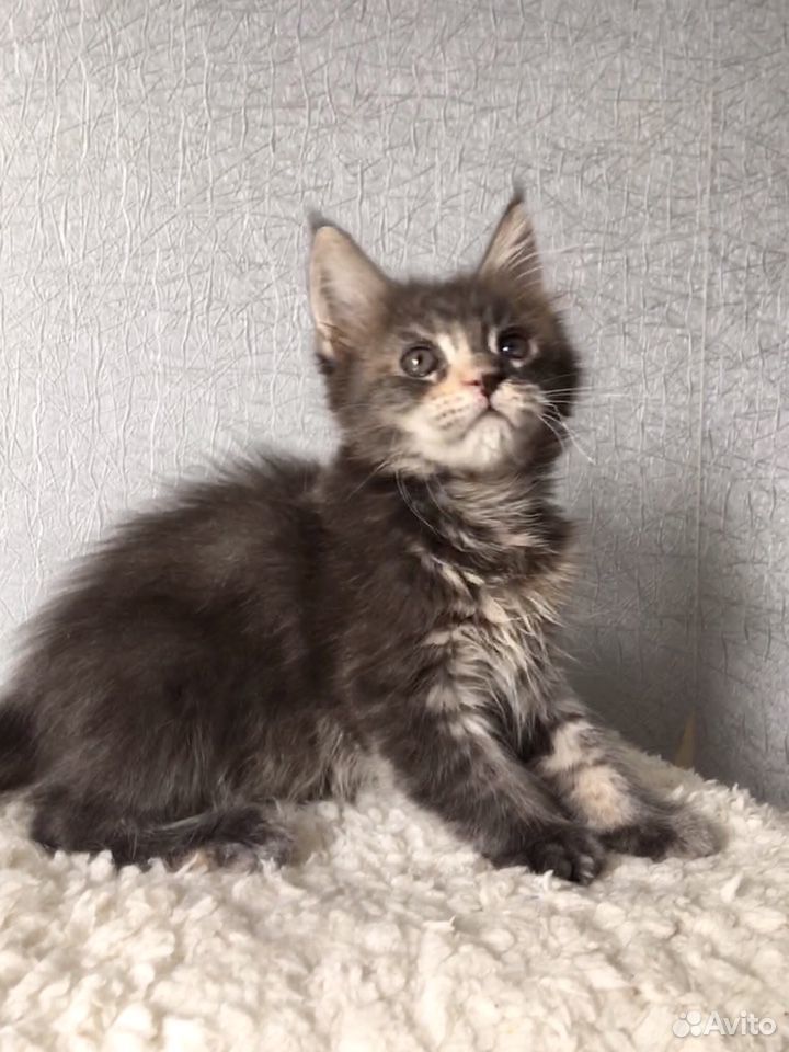 Красавица кошечка