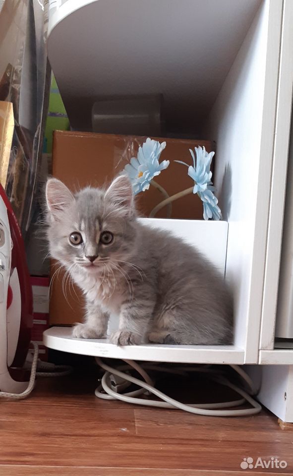 Котенок, помесь британца