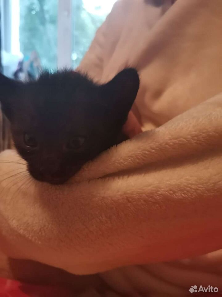 Котята дором