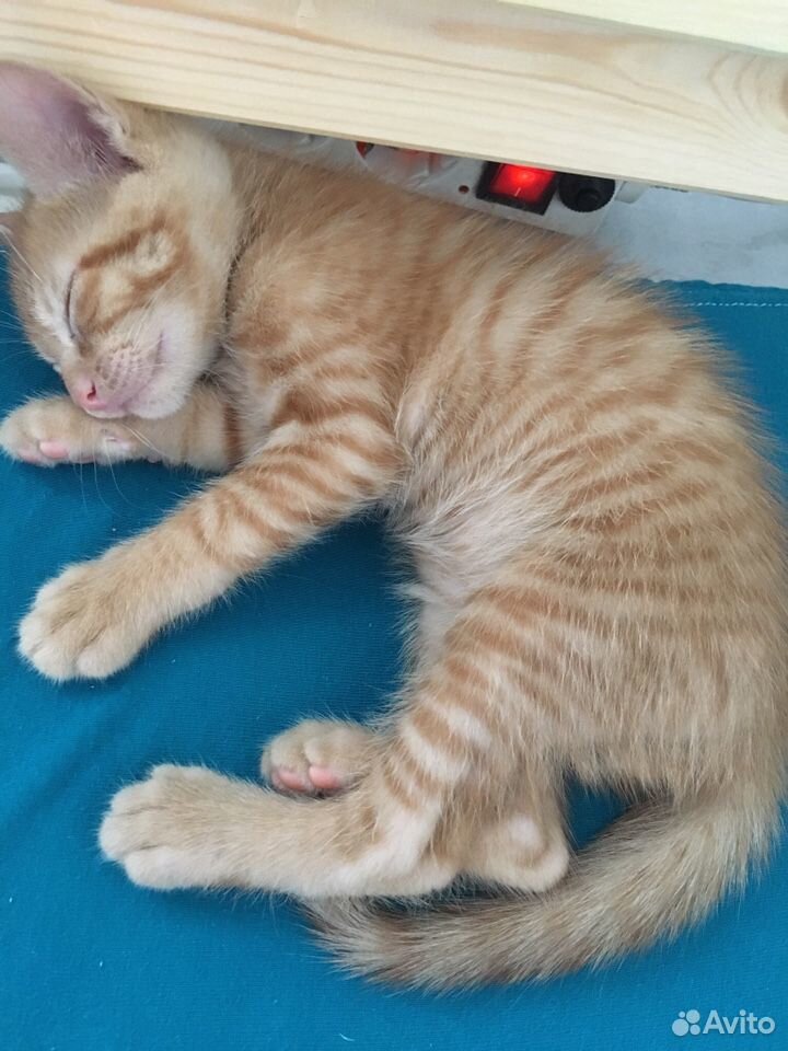 Котёночек в добрые и ответственные руки