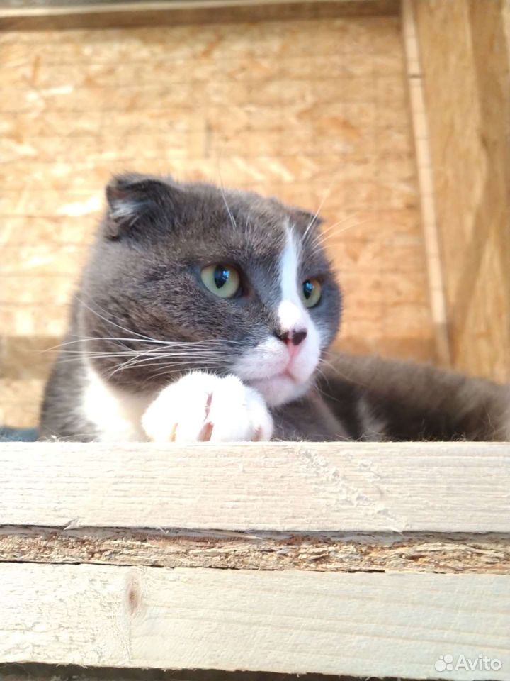 Миниатюрная, ласковая девочка ищет семью