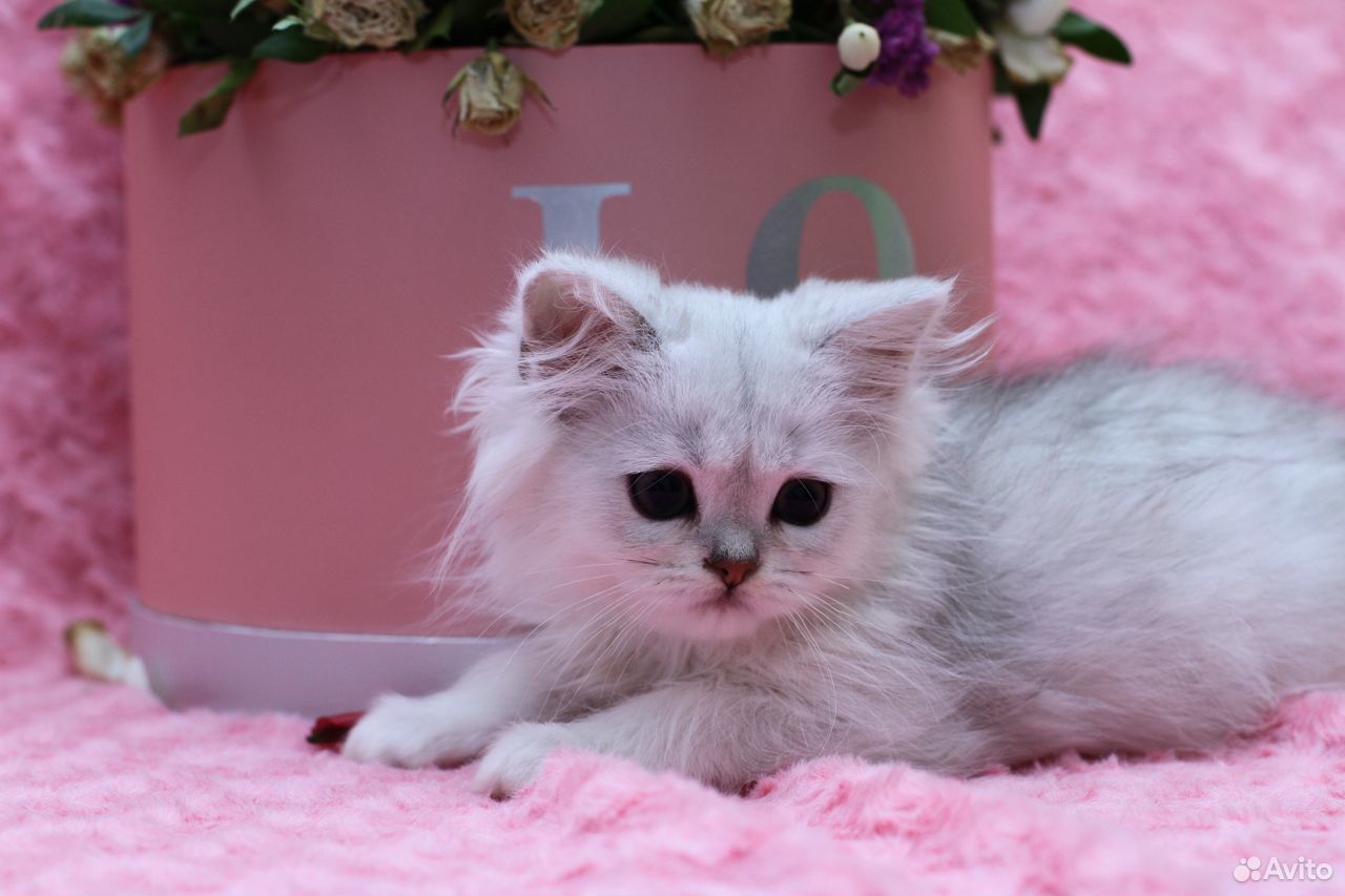 Принцесса в серебристой шубке