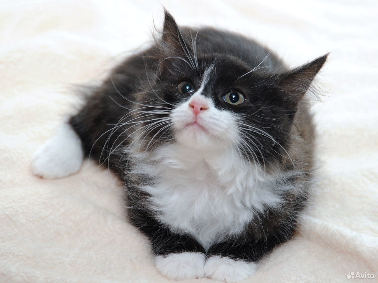 Необыкновенный котёнок девочка в добрые руки, в да