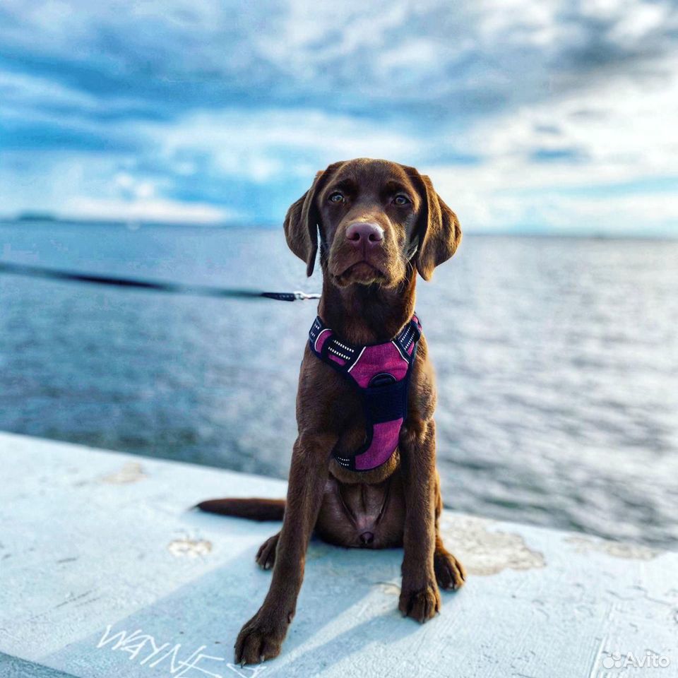 Щенок шоколадного лабрадора