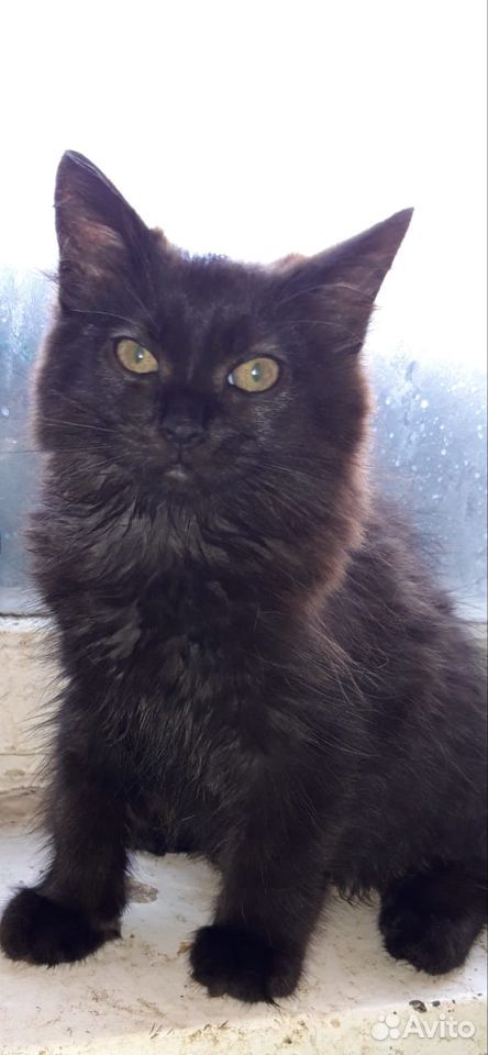 Пушистое чудо ждёт любящую семью