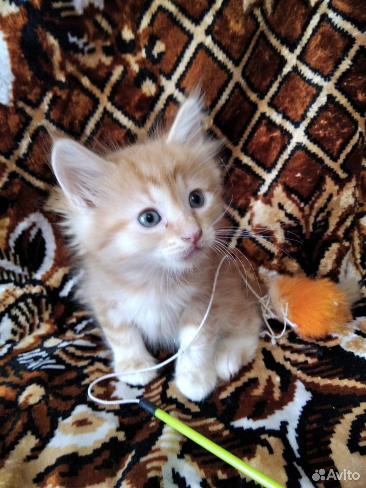 Солнечный мальчик ищет дом)