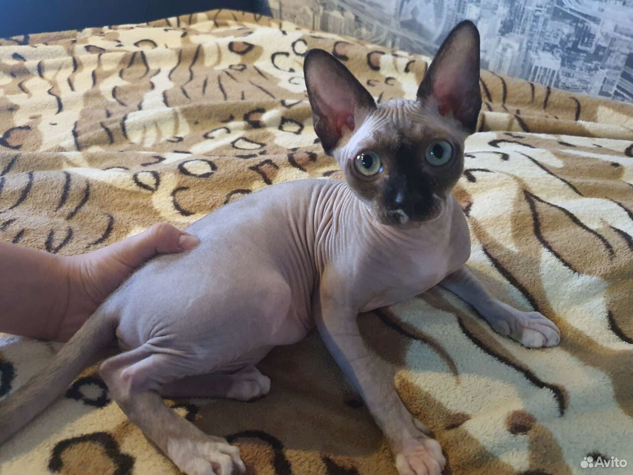 Канадский сфинкс