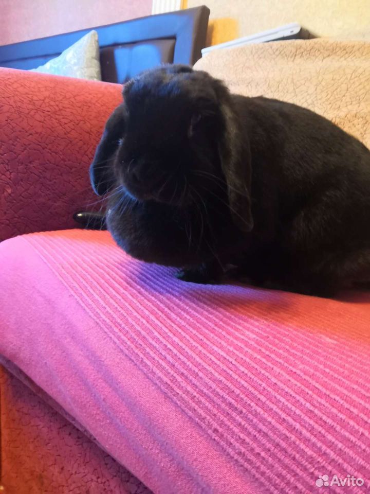 Карликовый кролик