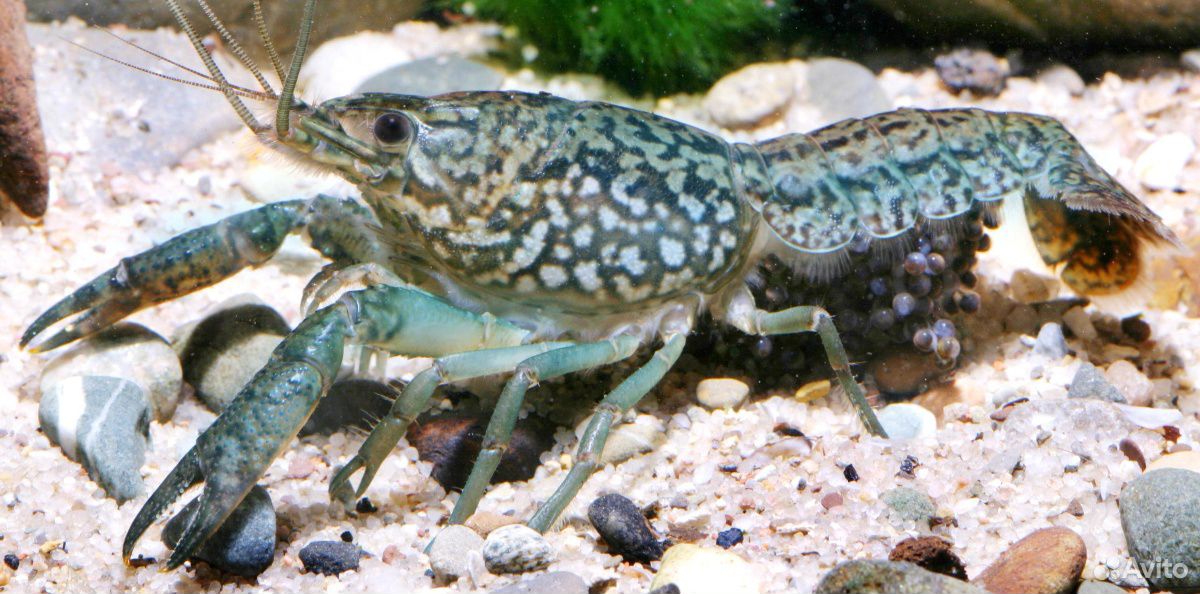 Мраморный рак