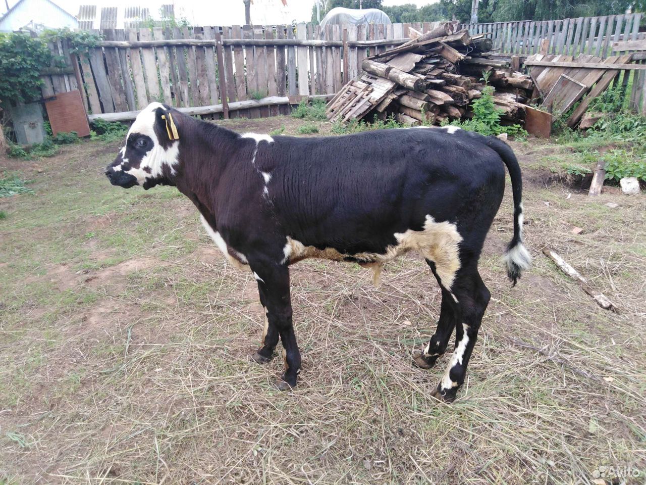 Телёнок бычёк