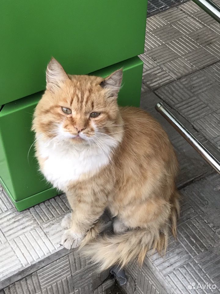 Кот