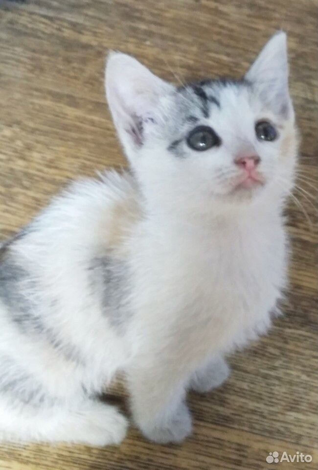 Котенок ляля