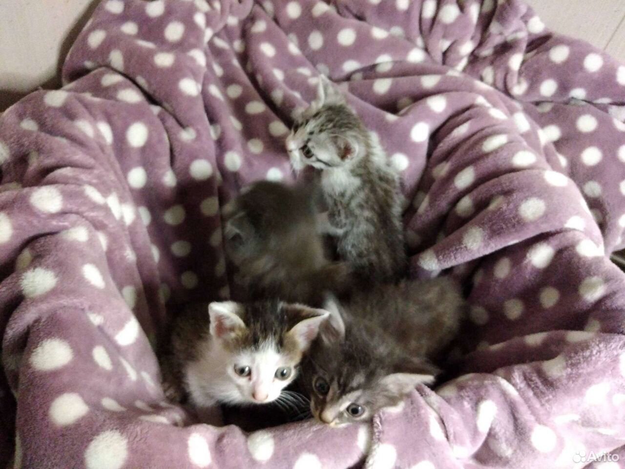 Котята