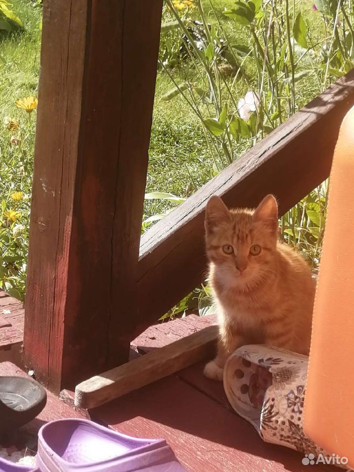 Котёнок