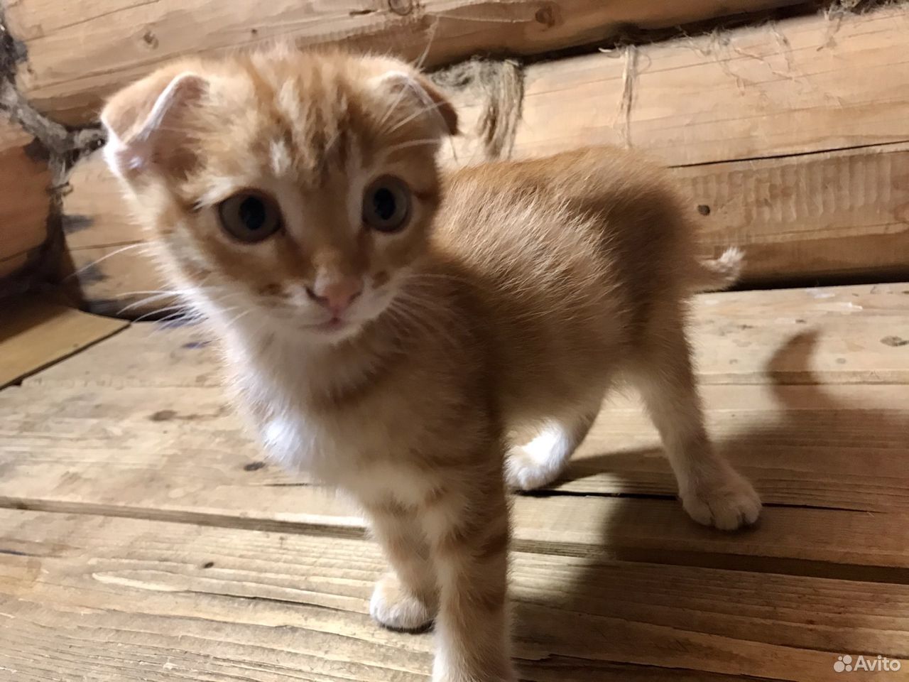 Котятки ищут дом