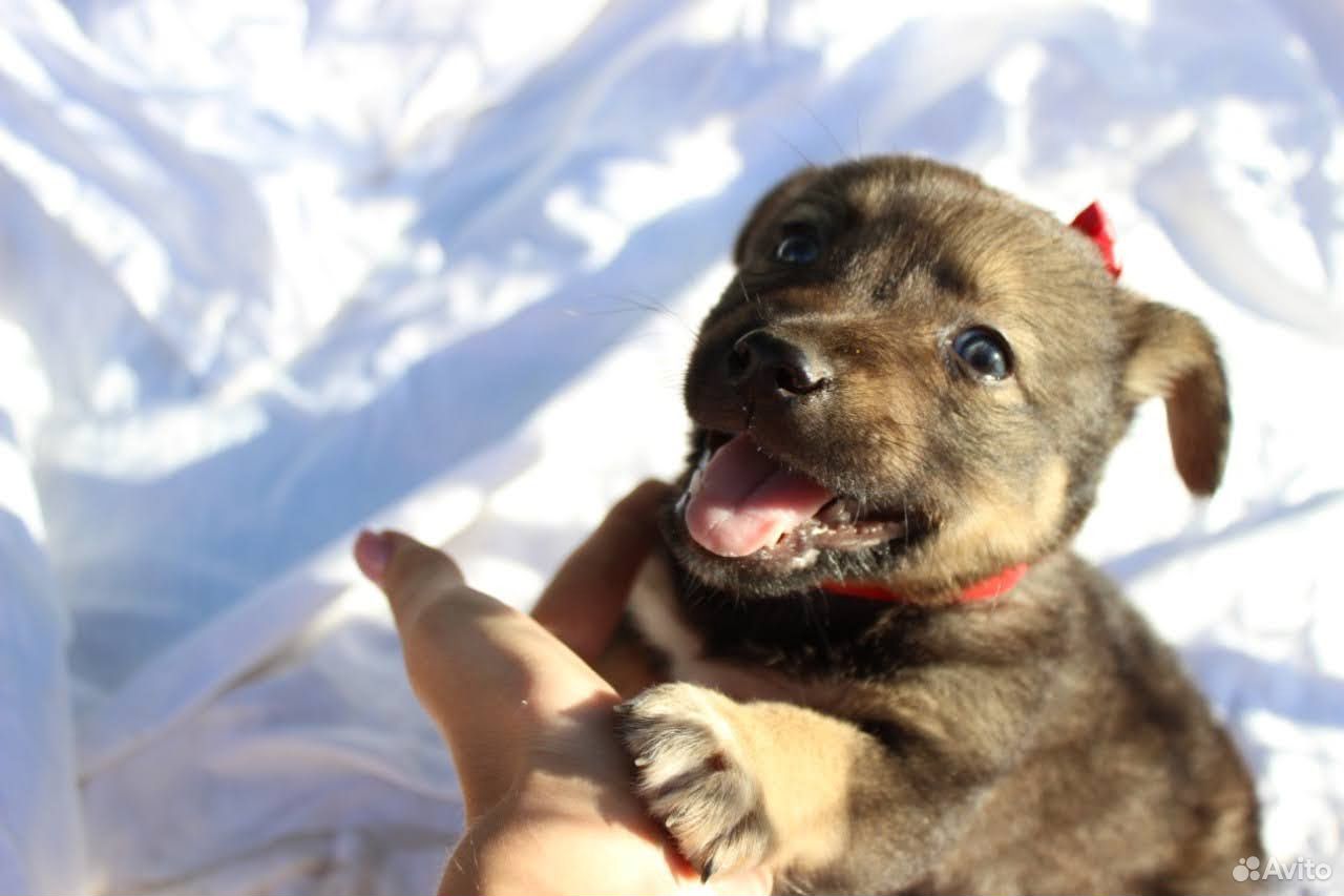 Щенок в добрые руки